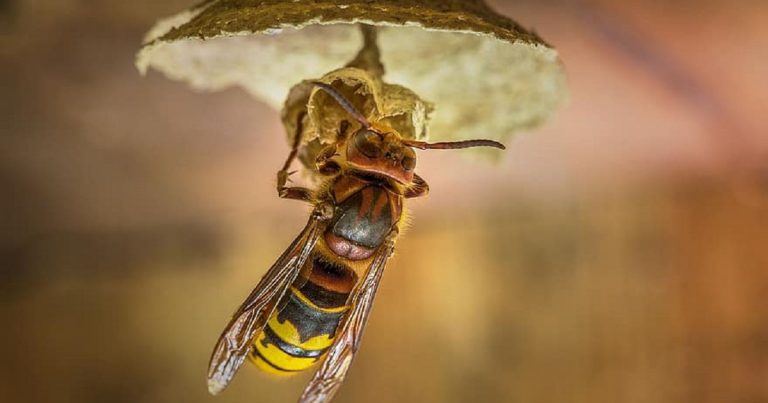 Disengat Tebuan: Kesan dan Cara Rawatan - The Diagnosa